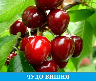 Гибрид вишни и черешни "Чудо вишня" Мичуринские саженцы сорт описание ...